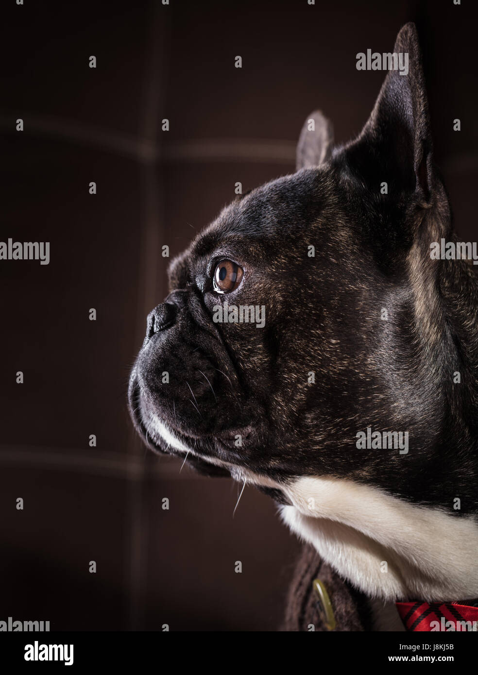 French bulldog dressed in sweater and tie portrait Stock Photo - Alamy