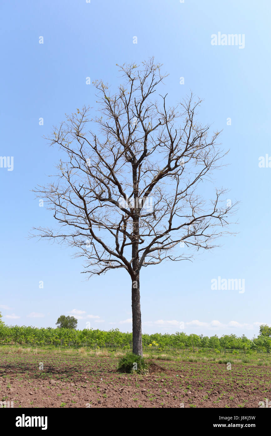 Dead trees in farmland on blue sky background Stock Photo - Alamy
