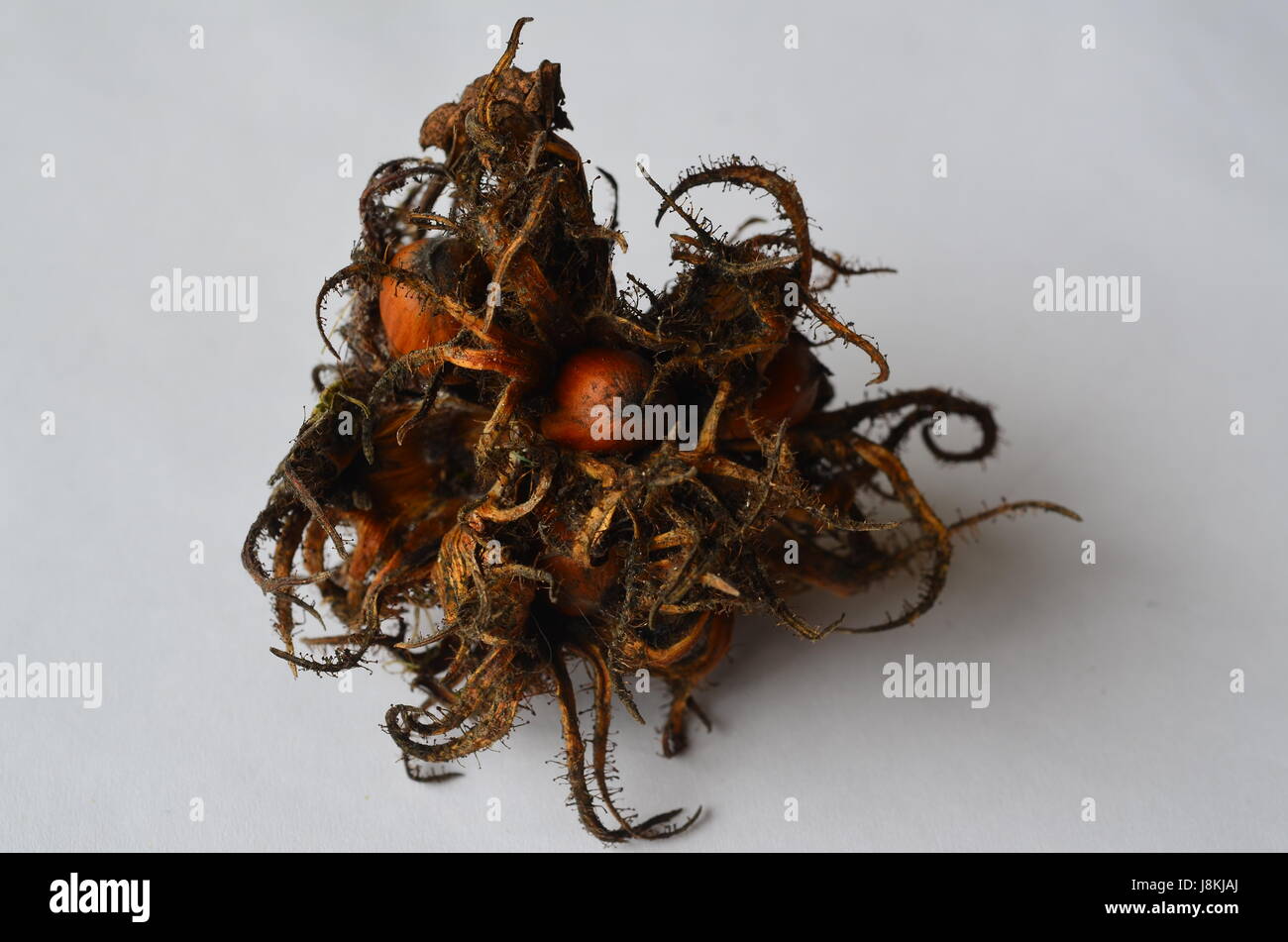 fruit, nuts, hazel, trkische hasel, baumhasel, corylus colurna ...