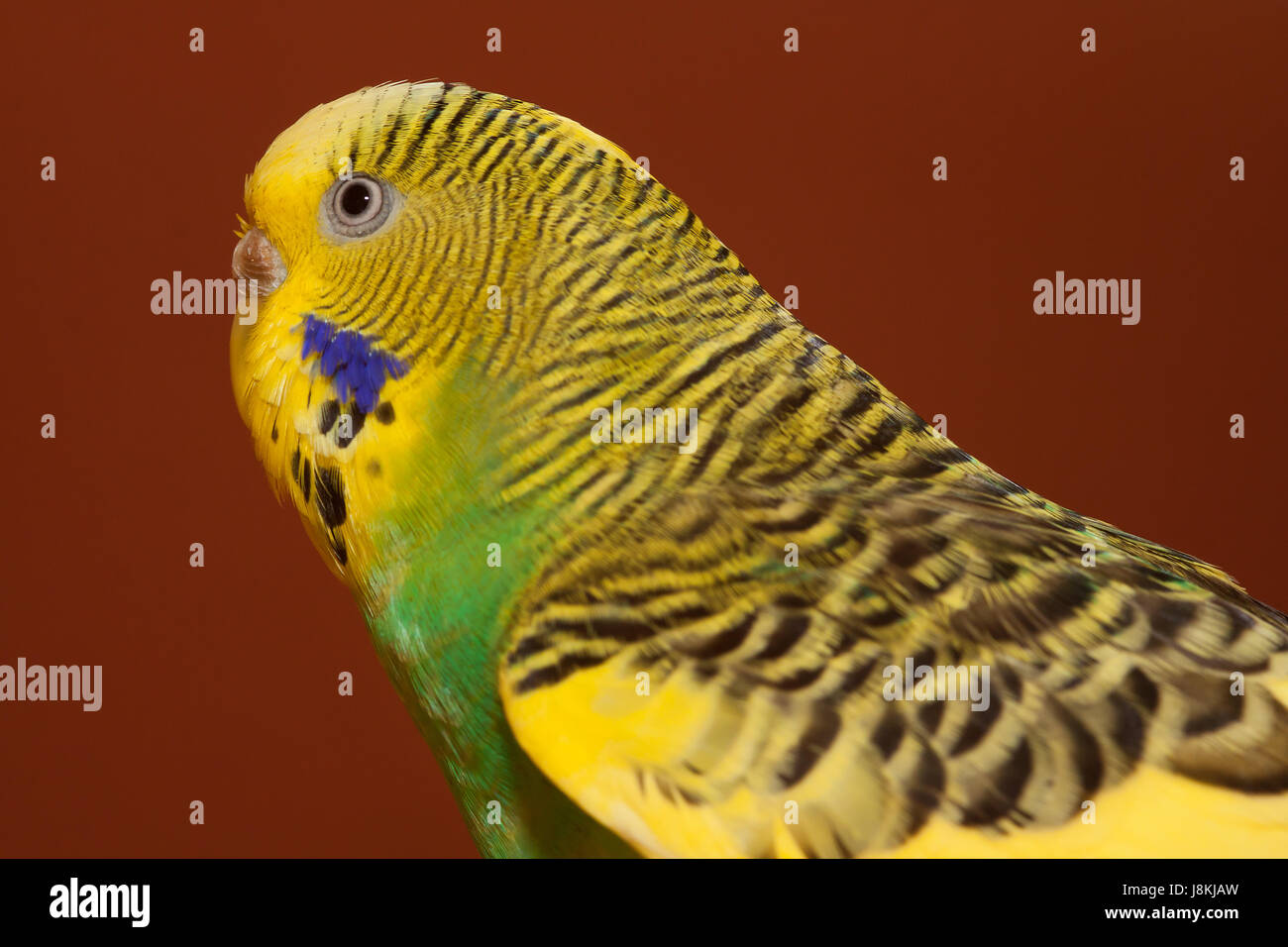 blue, pet, green, portrait, eyes, relaxed, yellow, blue, pet, bird ...