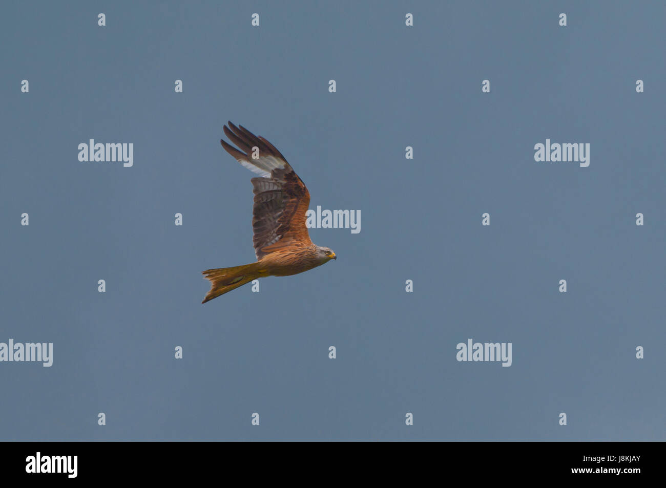 flight, bird, red kite, hunting, chase, fly, flies, flys, flying ...