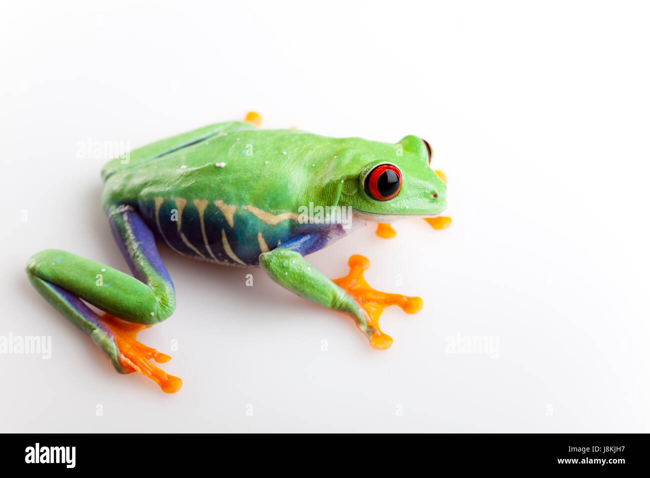 animal, pet, amphibian, fauna, animals, amphibians, frog, nature, blue ...