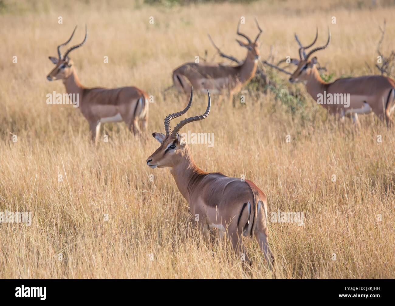 Impala male at the Kruger National Park, South Africa Stock Photo - Alamy