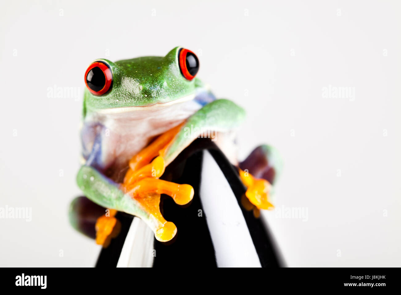 animal, pet, amphibian, fauna, animals, amphibians, frog, nature, blue ...