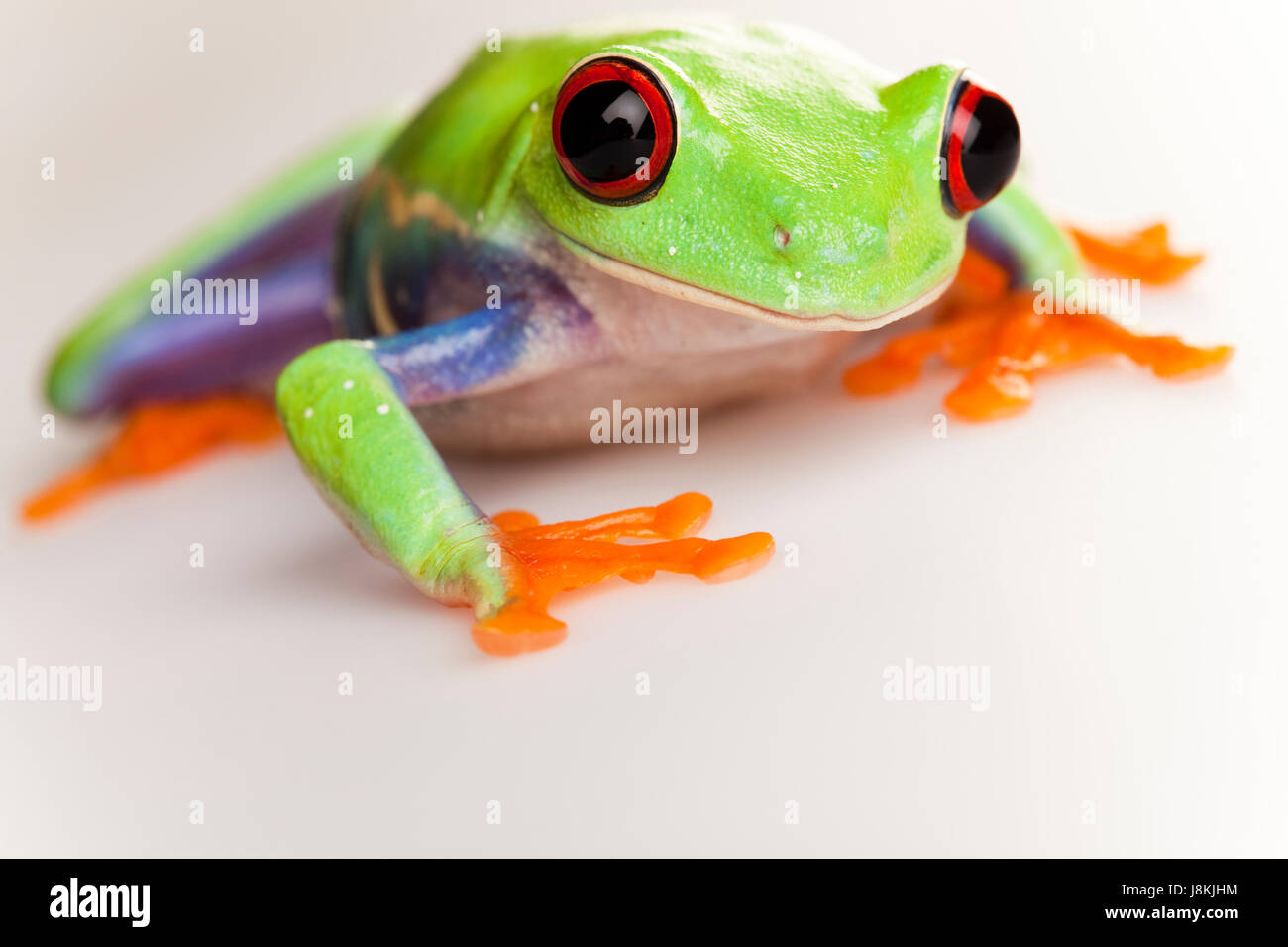 animal, pet, amphibian, fauna, animals, amphibians, frog, nature, blue ...