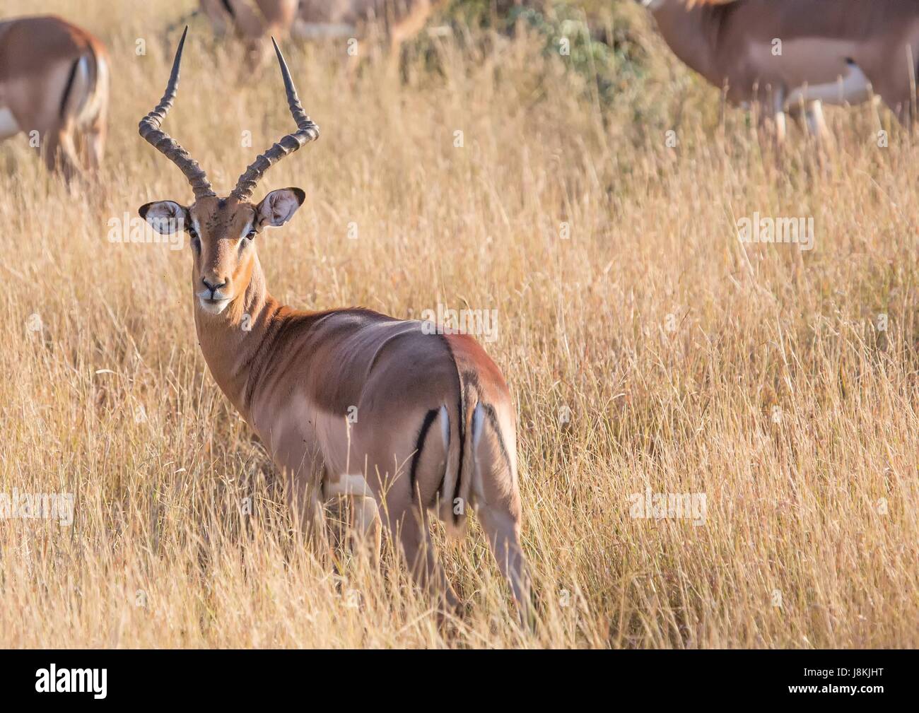 Impala male at the Kruger National Park, South Africa Stock Photo - Alamy