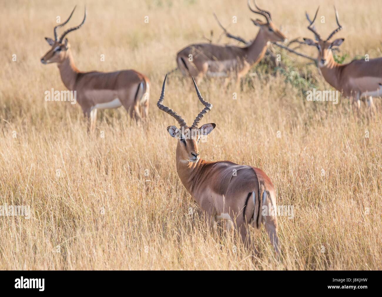 Impala male at the Kruger National Park, South Africa Stock Photo - Alamy