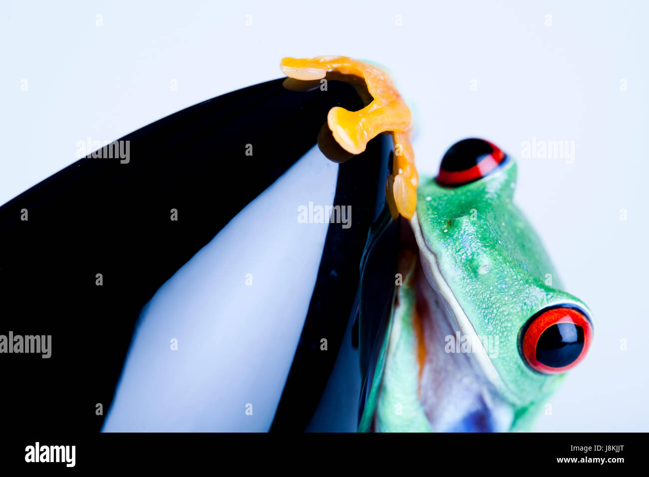 animal, pet, amphibian, fauna, animals, amphibians, frog, nature, blue ...