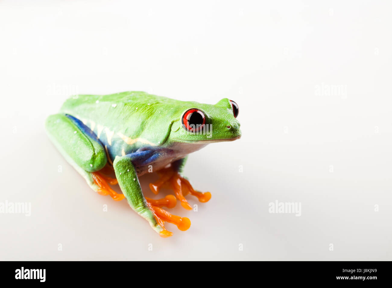animal, pet, amphibian, fauna, animals, amphibians, frog, nature, blue ...
