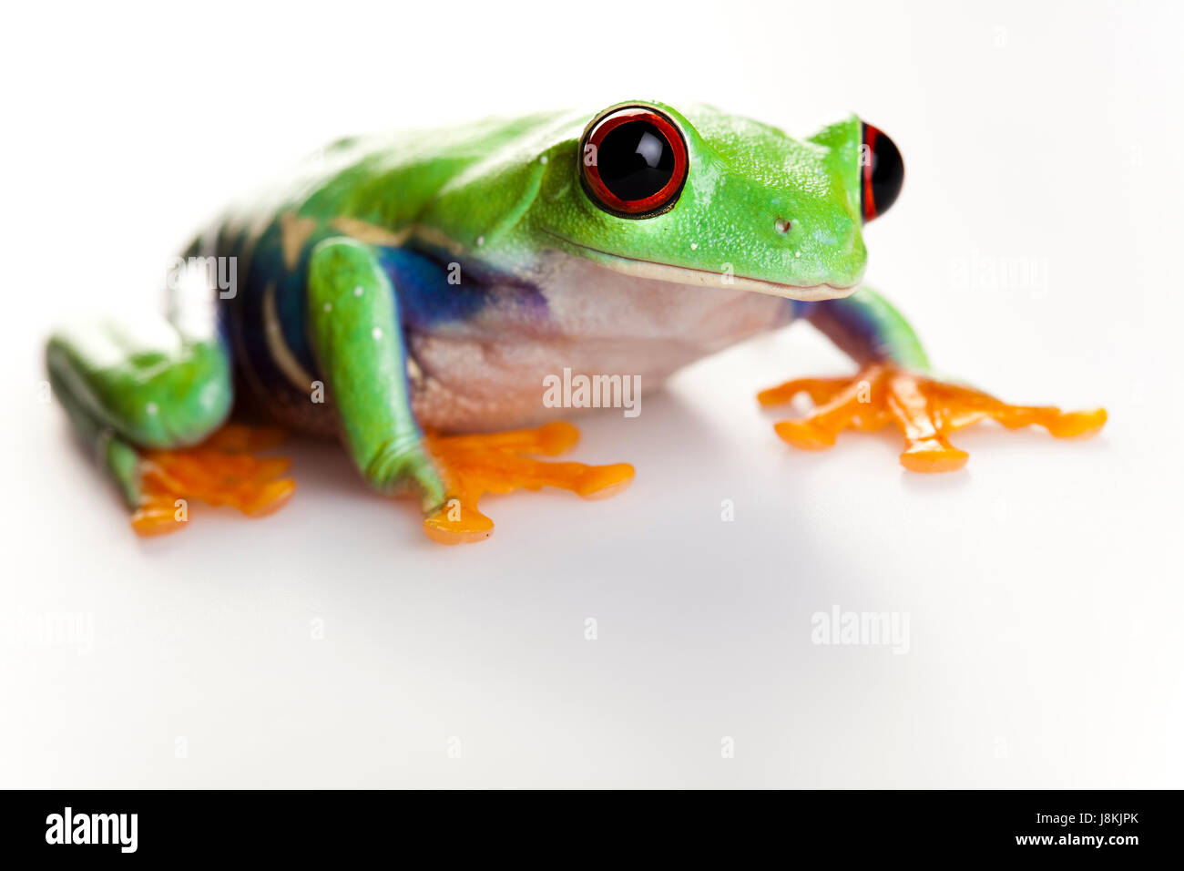 animal, pet, amphibian, fauna, animals, amphibians, frog, nature, blue ...