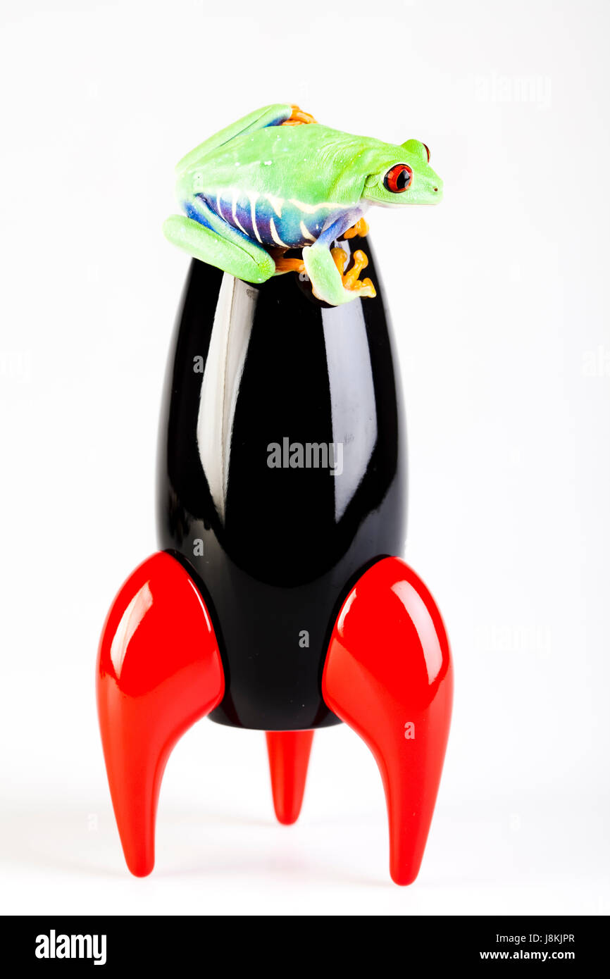 animal, pet, amphibian, fauna, animals, amphibians, frog, nature, blue ...