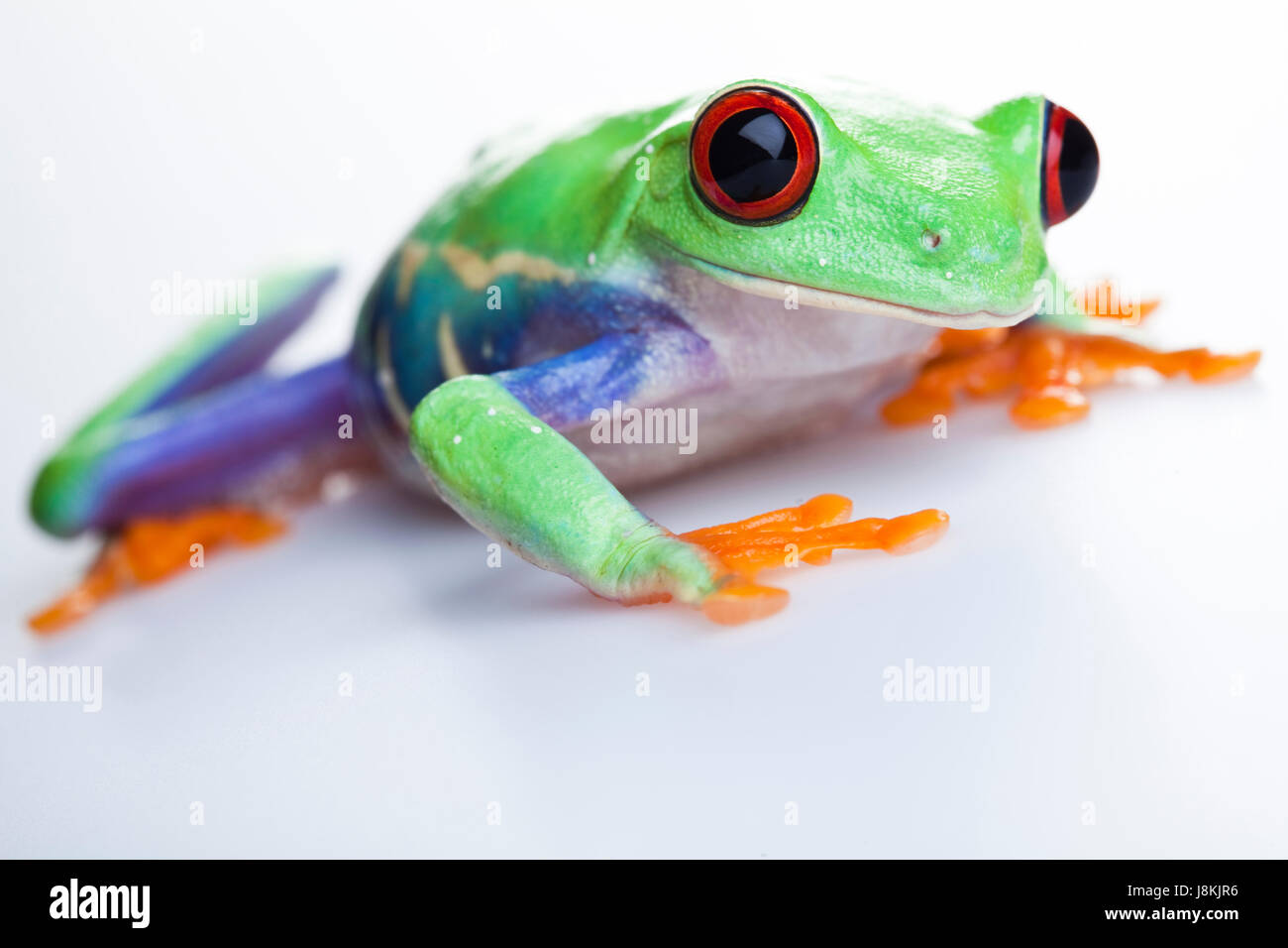 animal, pet, amphibian, fauna, animals, amphibians, frog, nature, blue ...