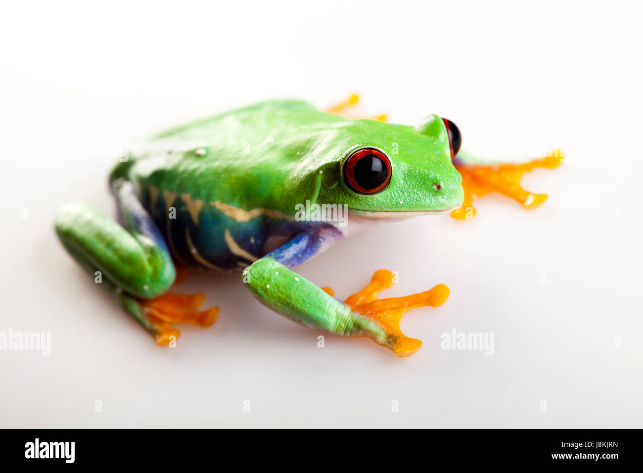 animal, pet, amphibian, fauna, animals, amphibians, frog, nature, blue ...