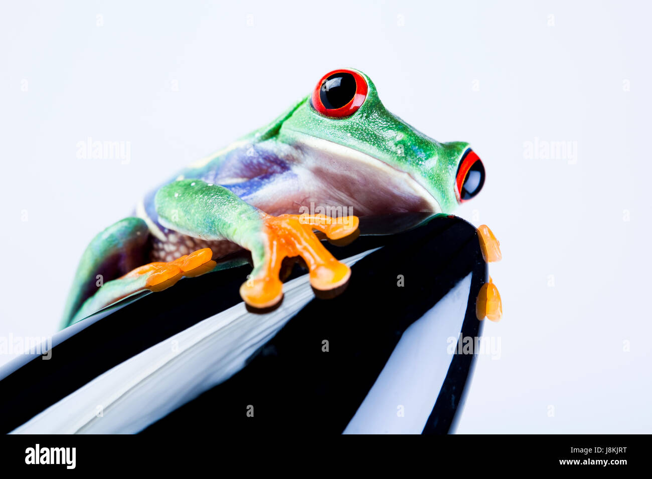 animal, pet, amphibian, fauna, animals, amphibians, frog, nature, blue ...