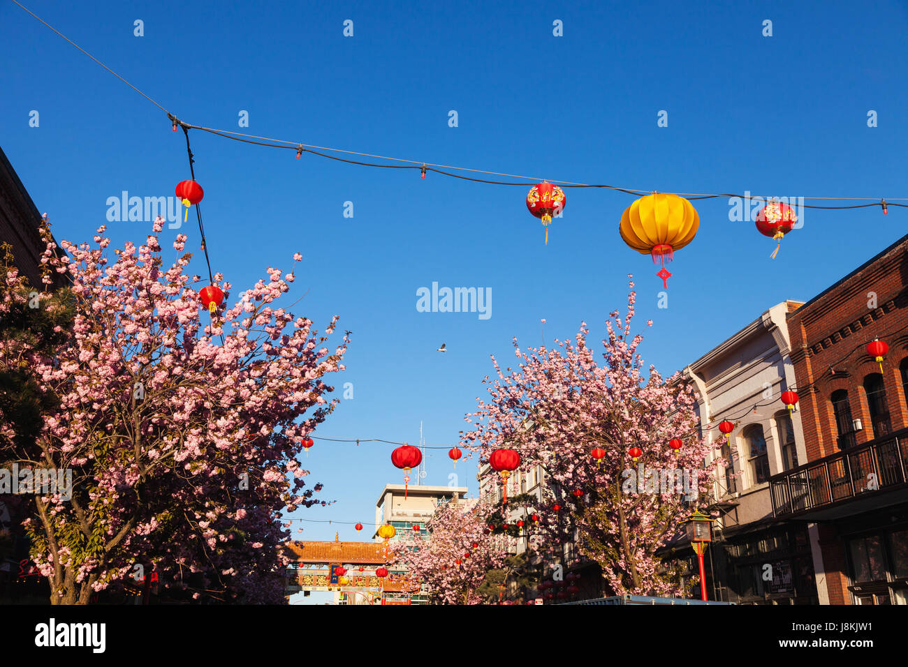 Cherry Blossom Tree Victoria Bc High Resolution Stock Photography and ...