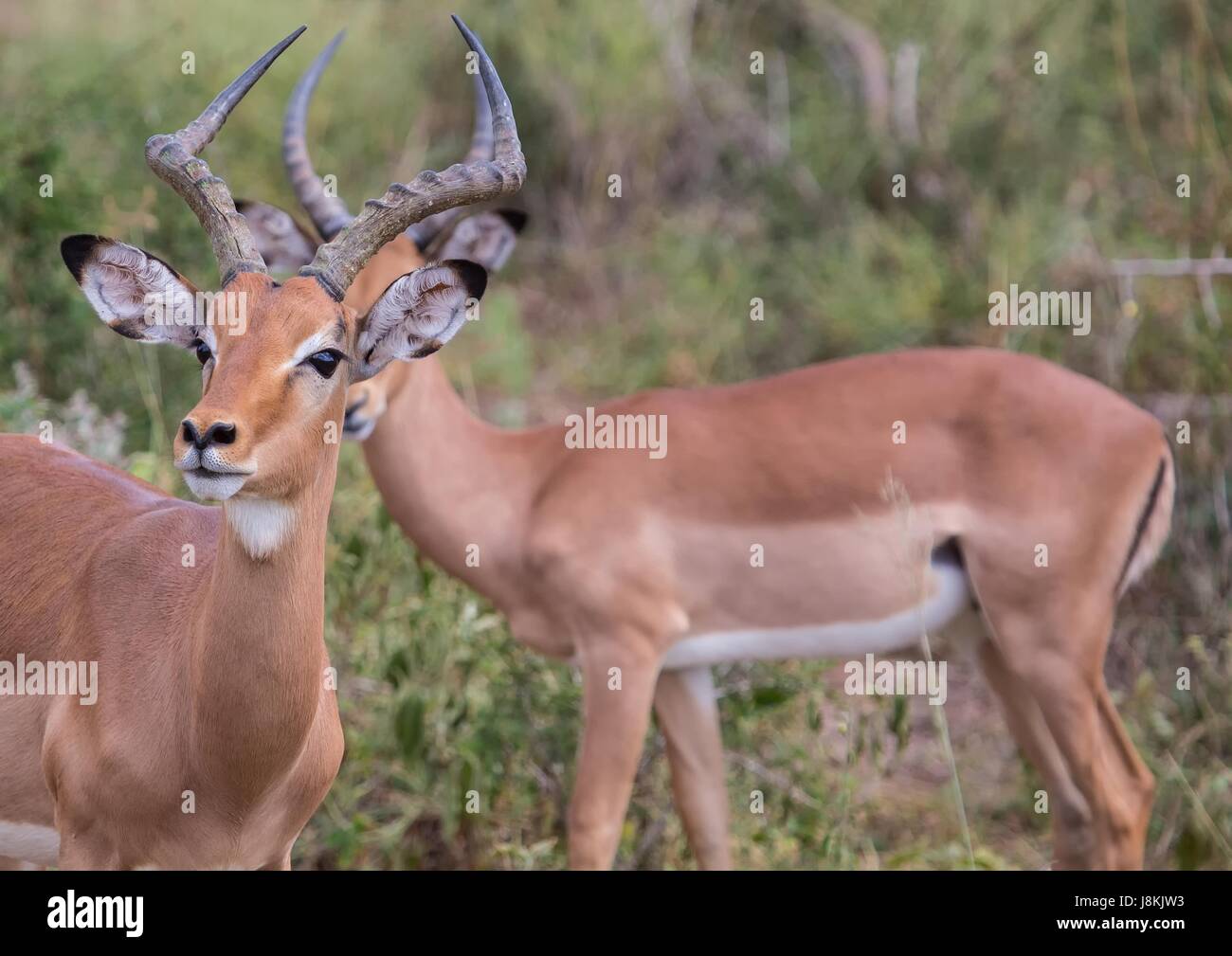Impala male at the Kruger National Park, South Africa Stock Photo - Alamy