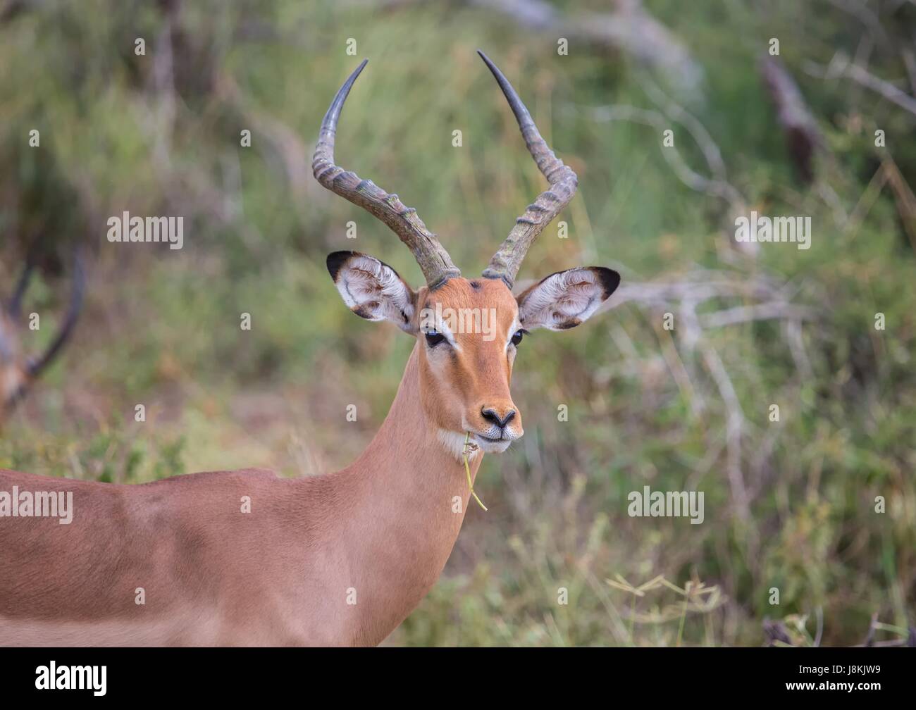 Impala male at the Kruger National Park, South Africa Stock Photo - Alamy