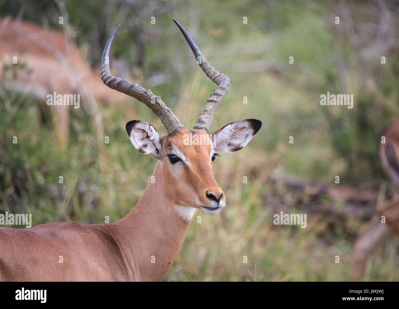 Impala male at the Kruger National Park, South Africa Stock Photo - Alamy