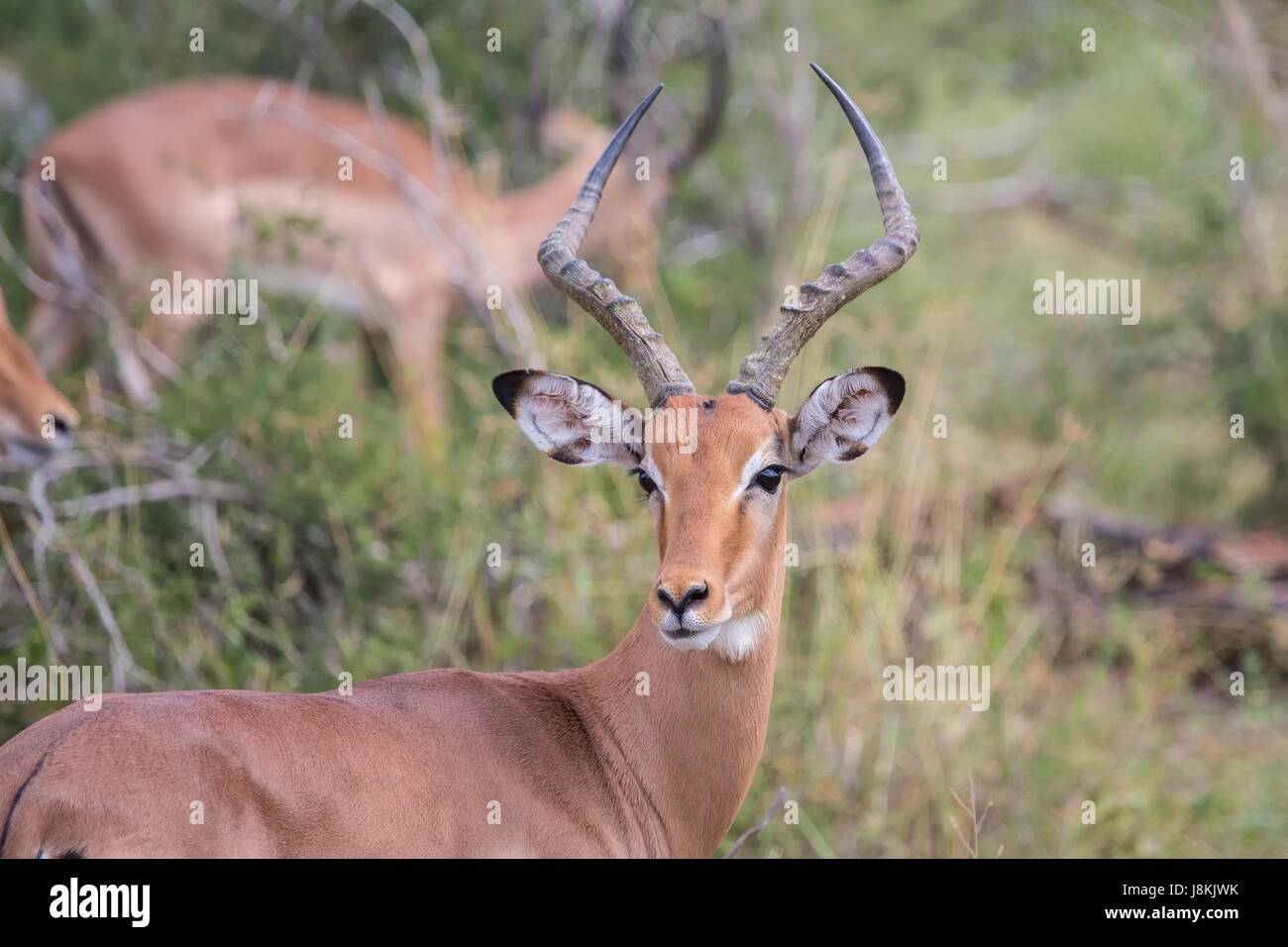 Impala male at the Kruger National Park, South Africa Stock Photo - Alamy