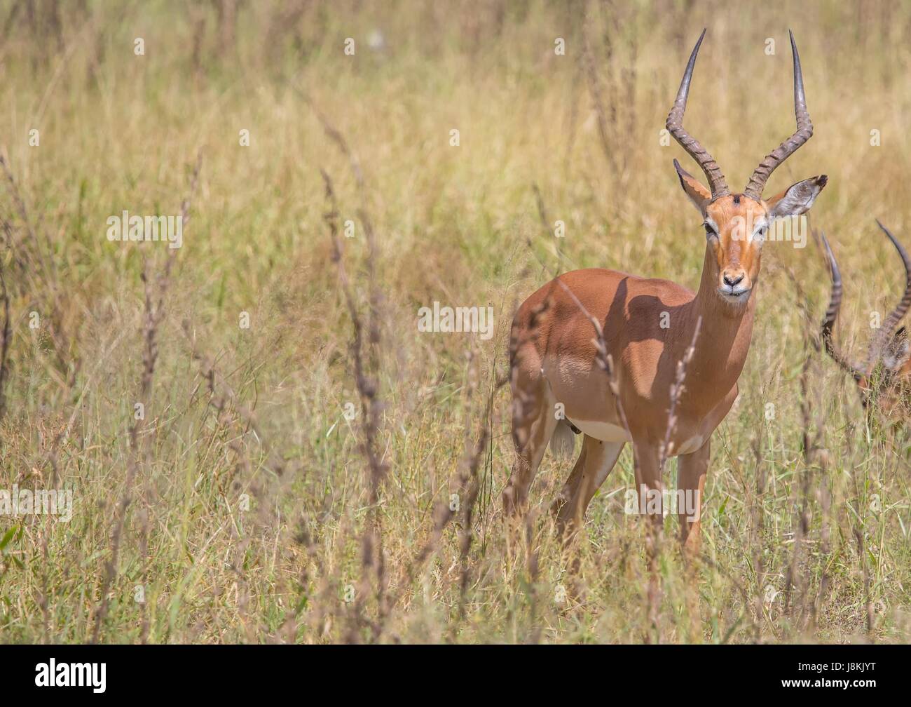 Impala male at the Kruger National Park, South Africa Stock Photo - Alamy
