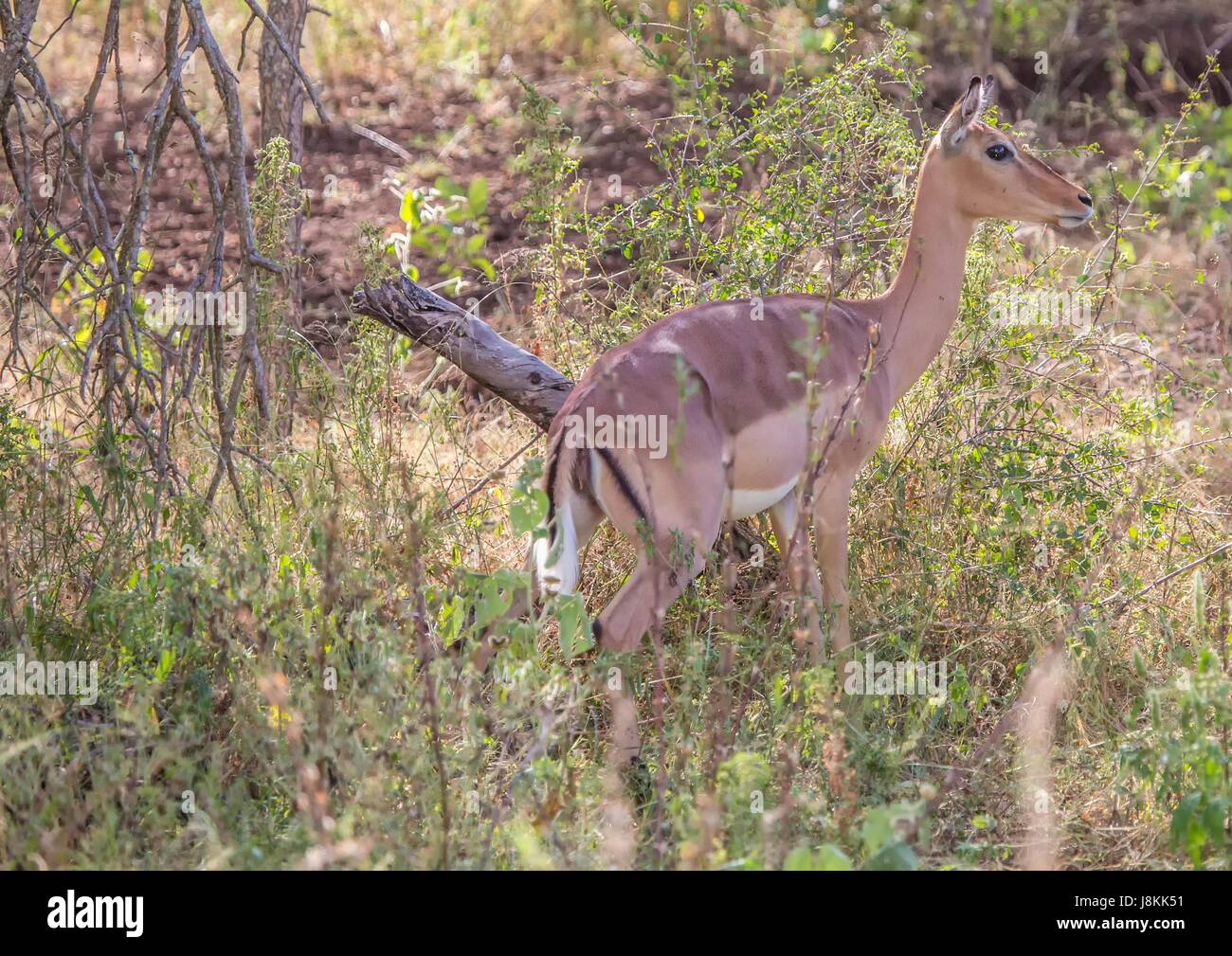 Impala female at the Kruger National Park, South Africa Stock Photo - Alamy