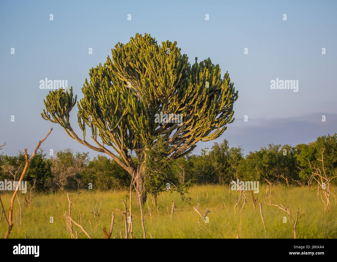 Landscape in Hlane-Royal National Park, Swaziland Stock Photo - Alamy
