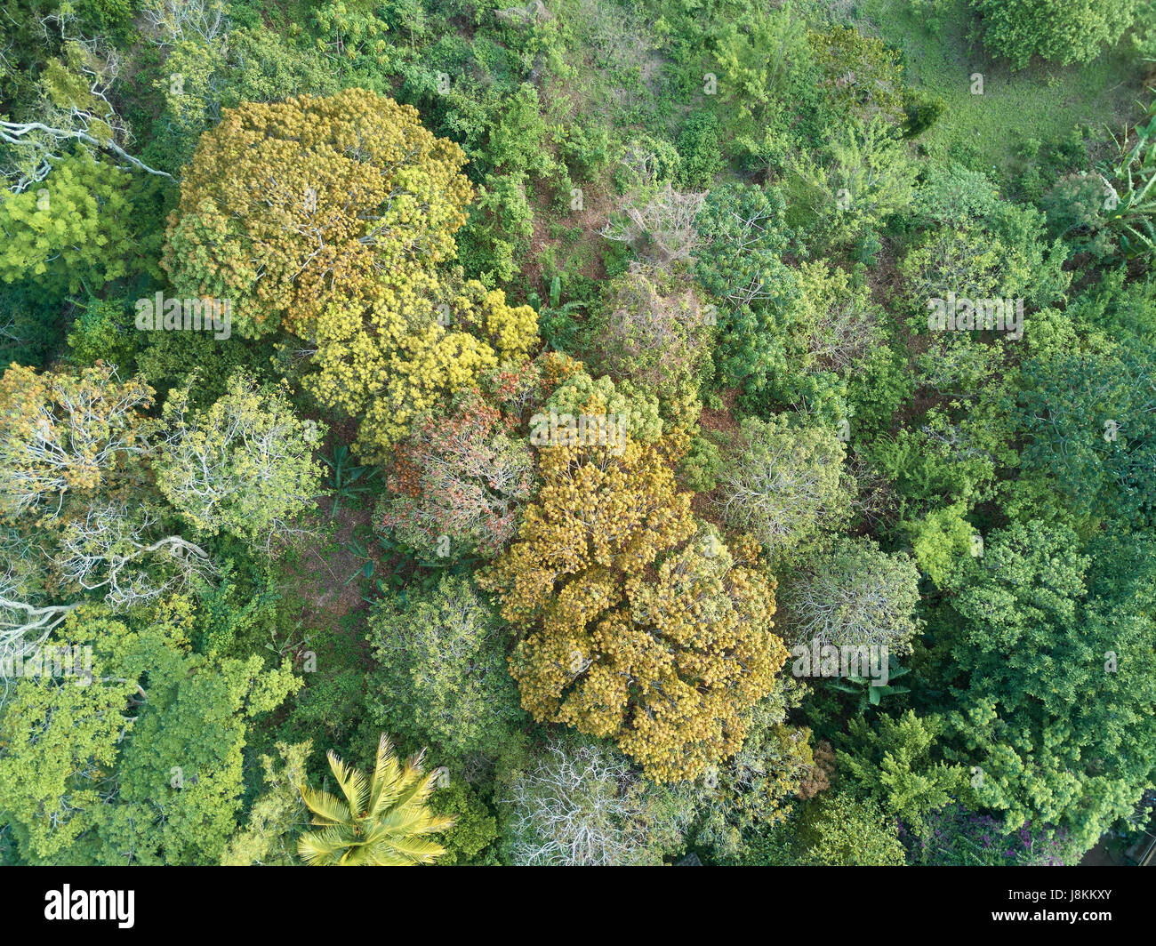 Colorful forest trees above view from drone. Green trees park Stock ...