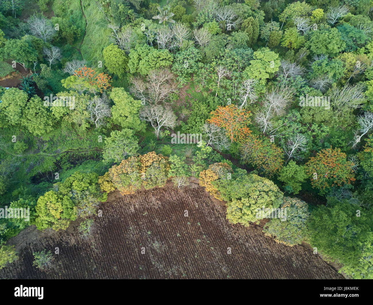 Aerial view oak tree hi-res stock photography and images - Alamy