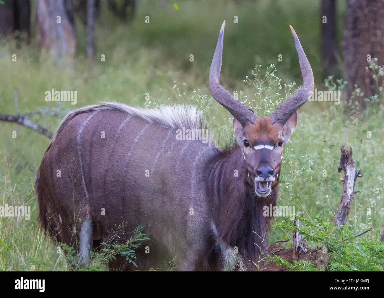 Nyala male at the savannah at Hlane Royal National Park, Swaziland ...