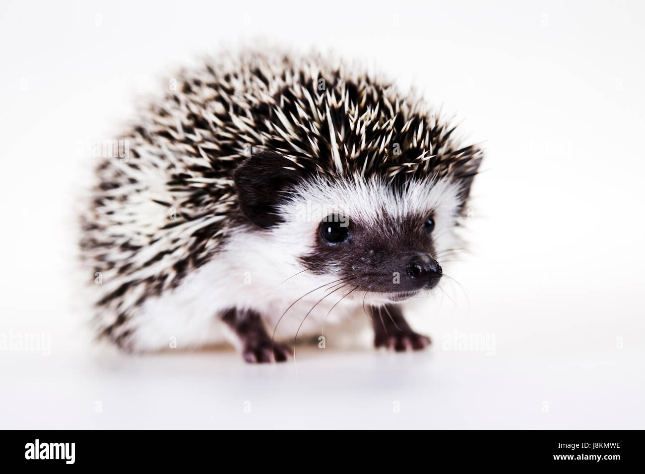 animal, mammal, creature, predator, hedgehog, nature, fall, autumn ...