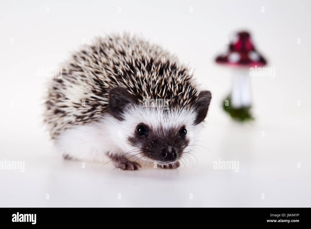 animal, mammal, creature, predator, hedgehog, nature, fall, autumn ...
