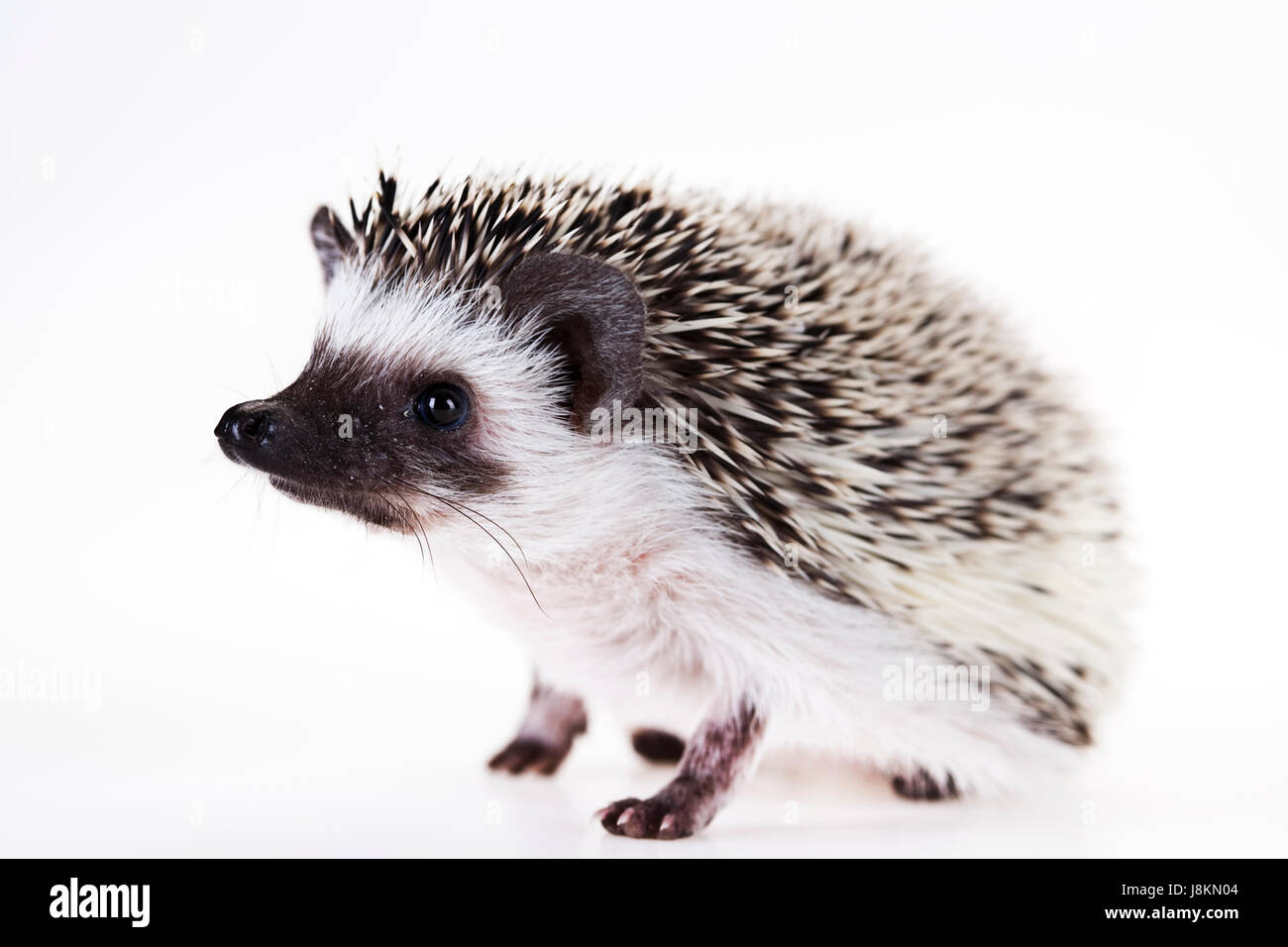 animal, mammal, creature, predator, hedgehog, nature, fall, autumn ...