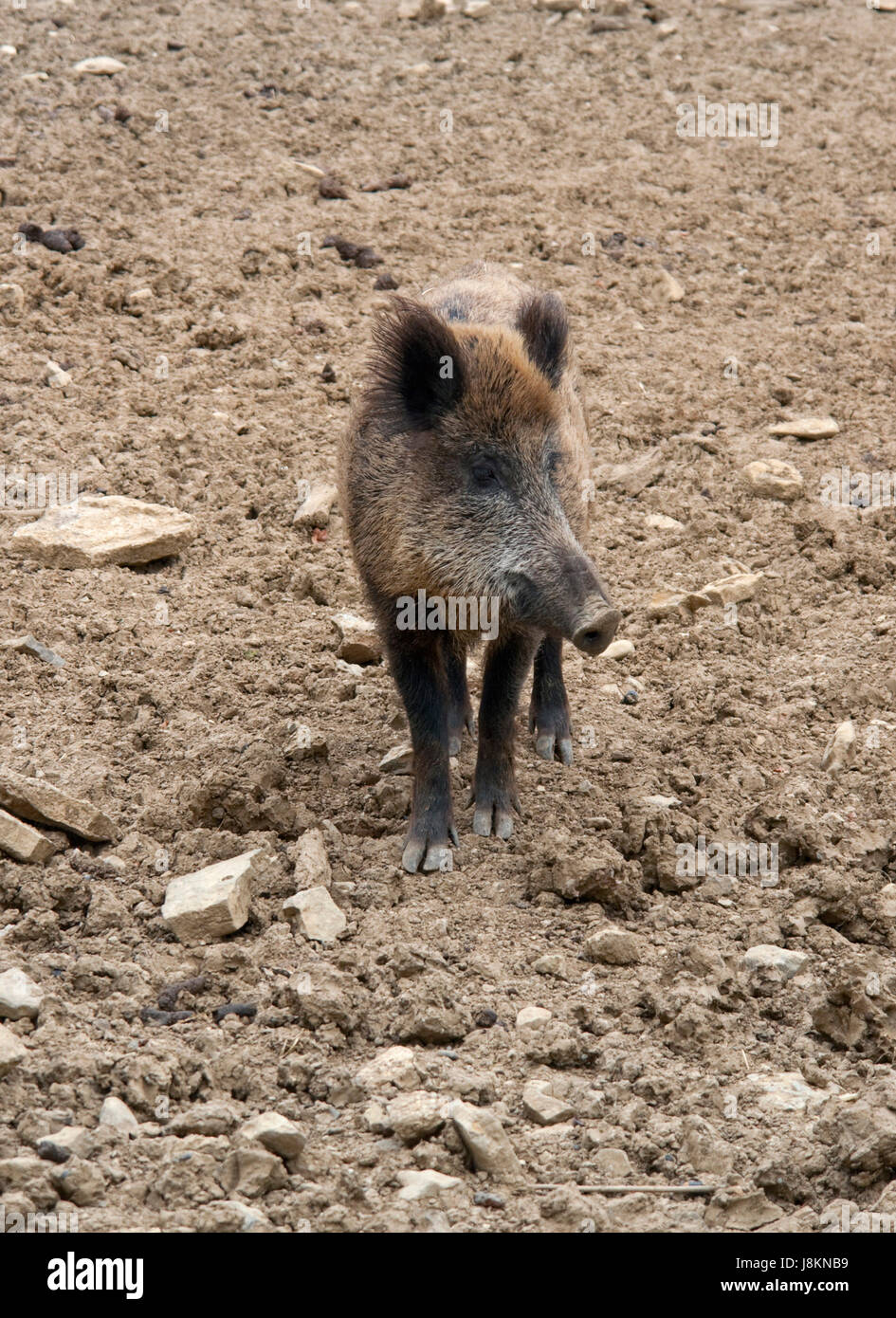 skin, hairy, wild boar, pig, stone, animal, mammal, brown, brownish ...