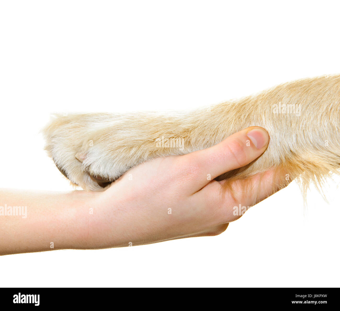 hand, hands, handshake, isolated, human, human being, dog, paw, shake ...
