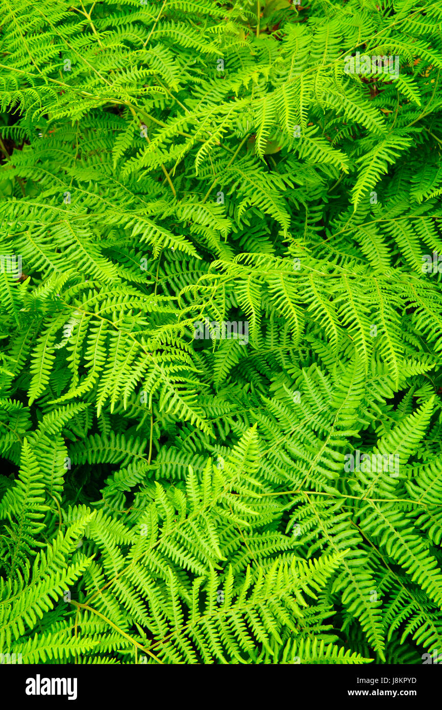 leaves, fern, lawn, green, backdrop, background, foliage, nature ...