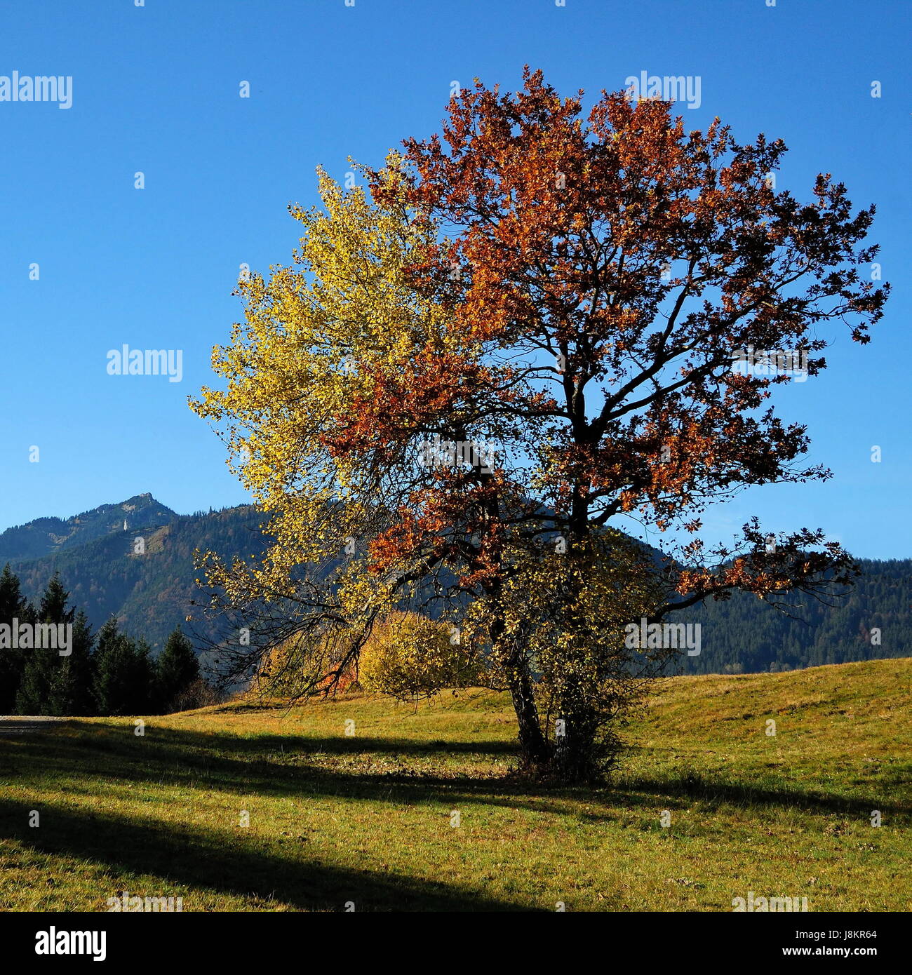 alps, alder, mountain, fall, autumn, tree, trees, mountains, leaves ...