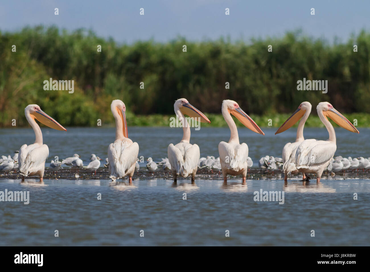 beautiful, beauteously, nice, bird, wild, beak, danube, wildlife ...