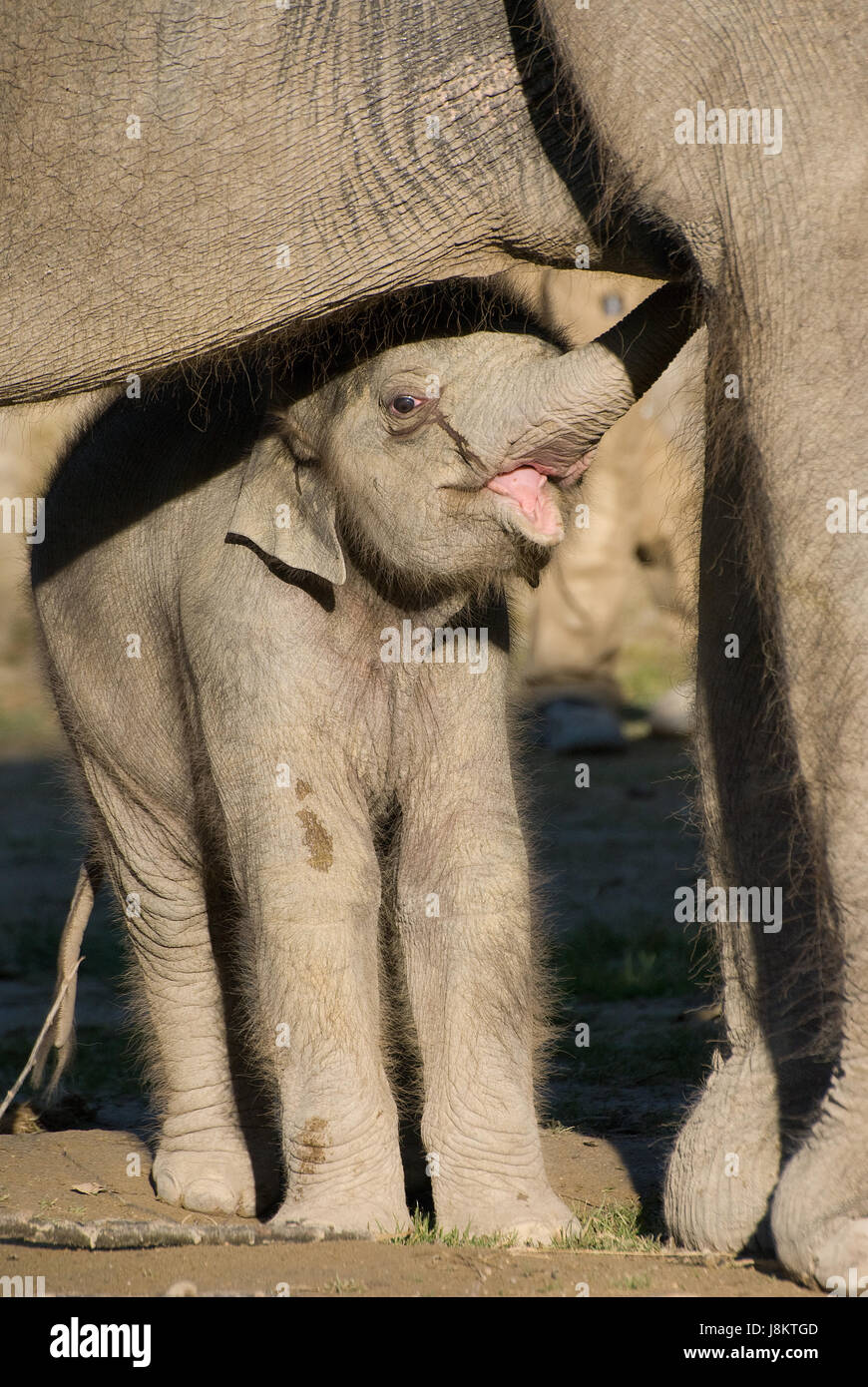 Baby elephant munich zoo hi-res stock photography and images - Alamy