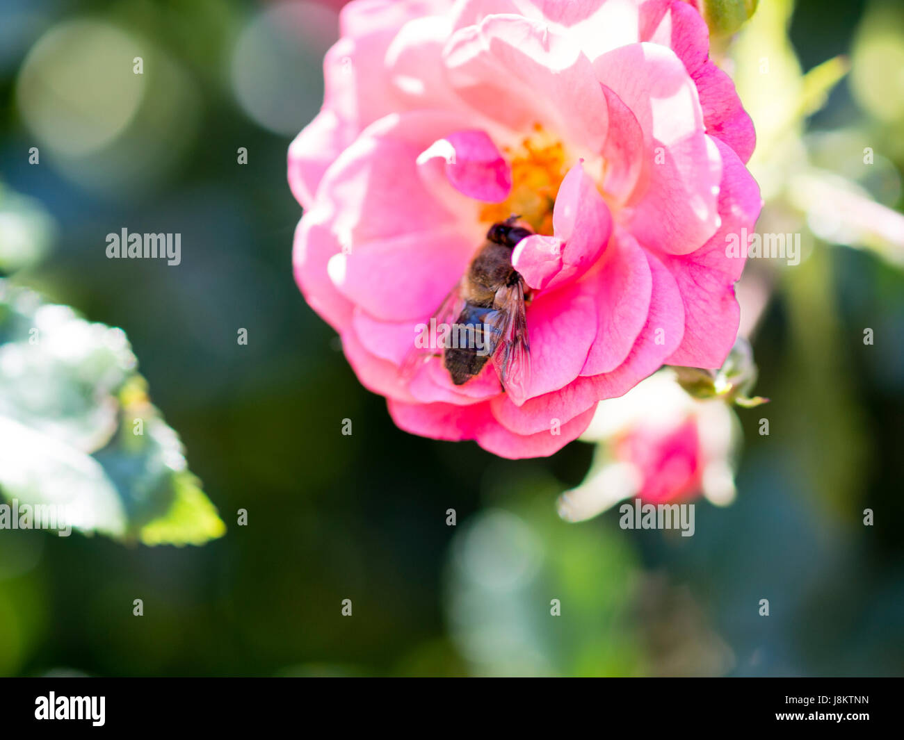 Honey bee foraging on a flower, photographed in Italy Stock Photo - Alamy