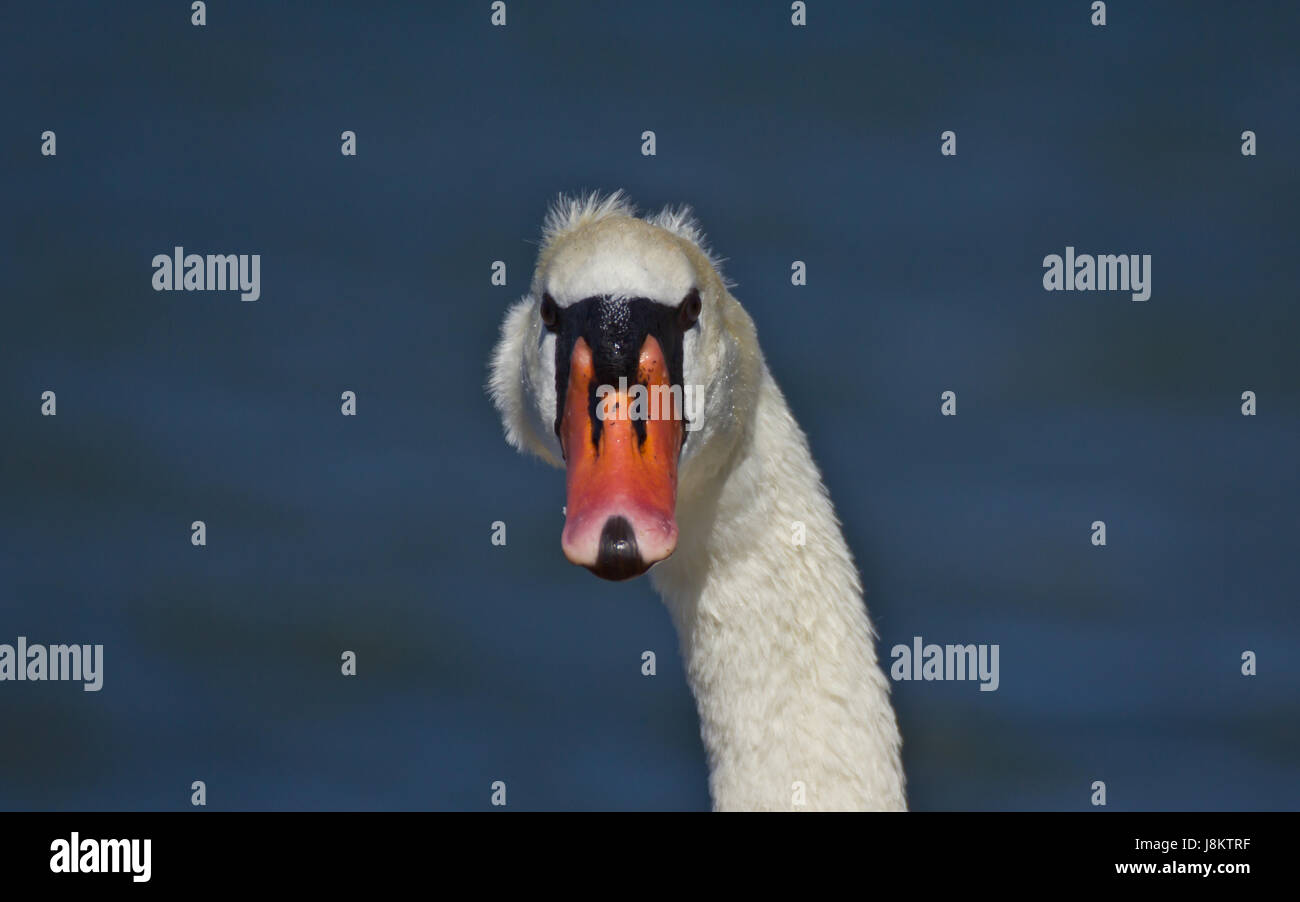 bird, swan, birds, eyes, beak, cackle, beaks, salt water, sea, ocean ...
