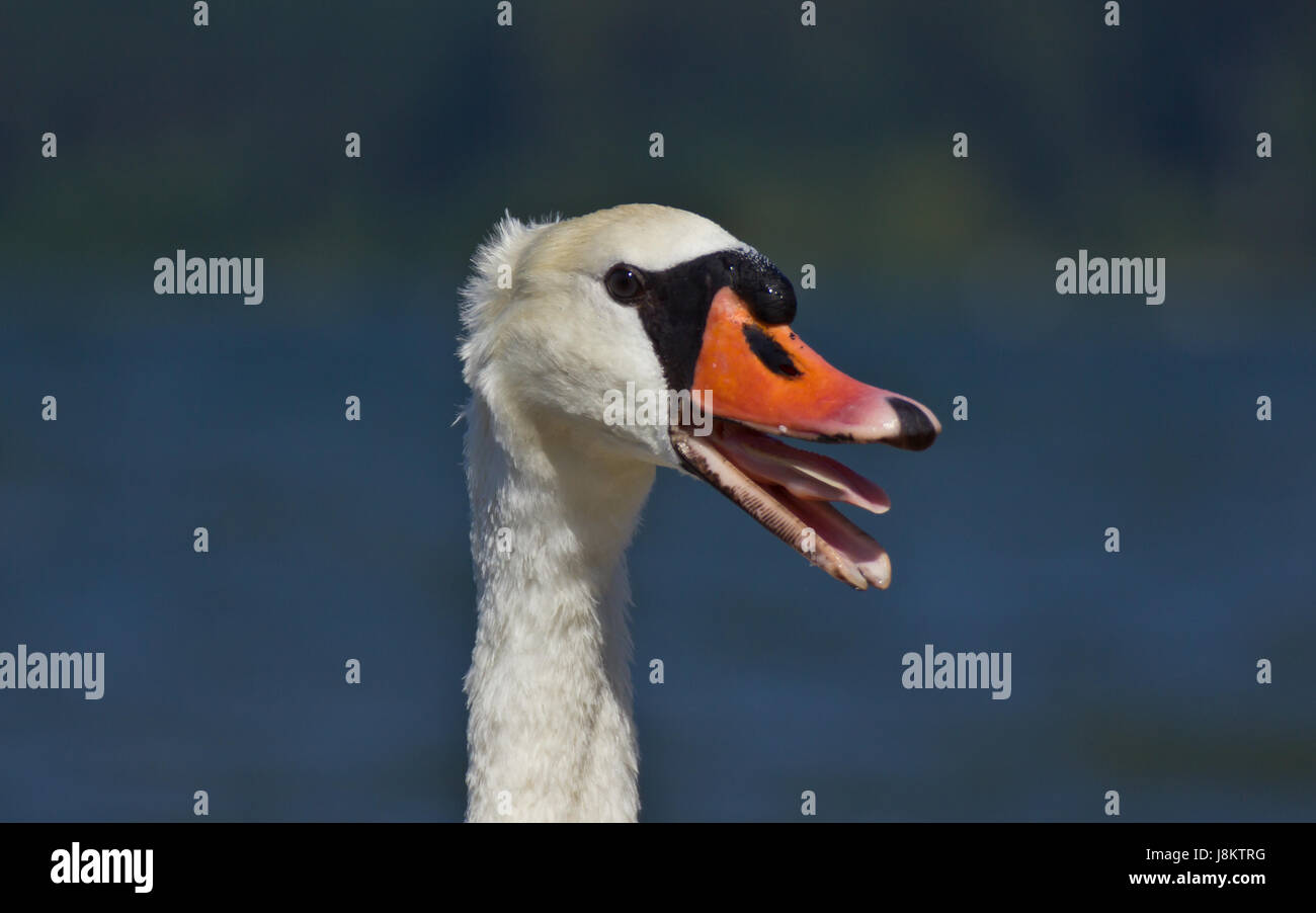 bird, swan, birds, eyes, beak, cackle, beaks, salt water, sea, ocean ...