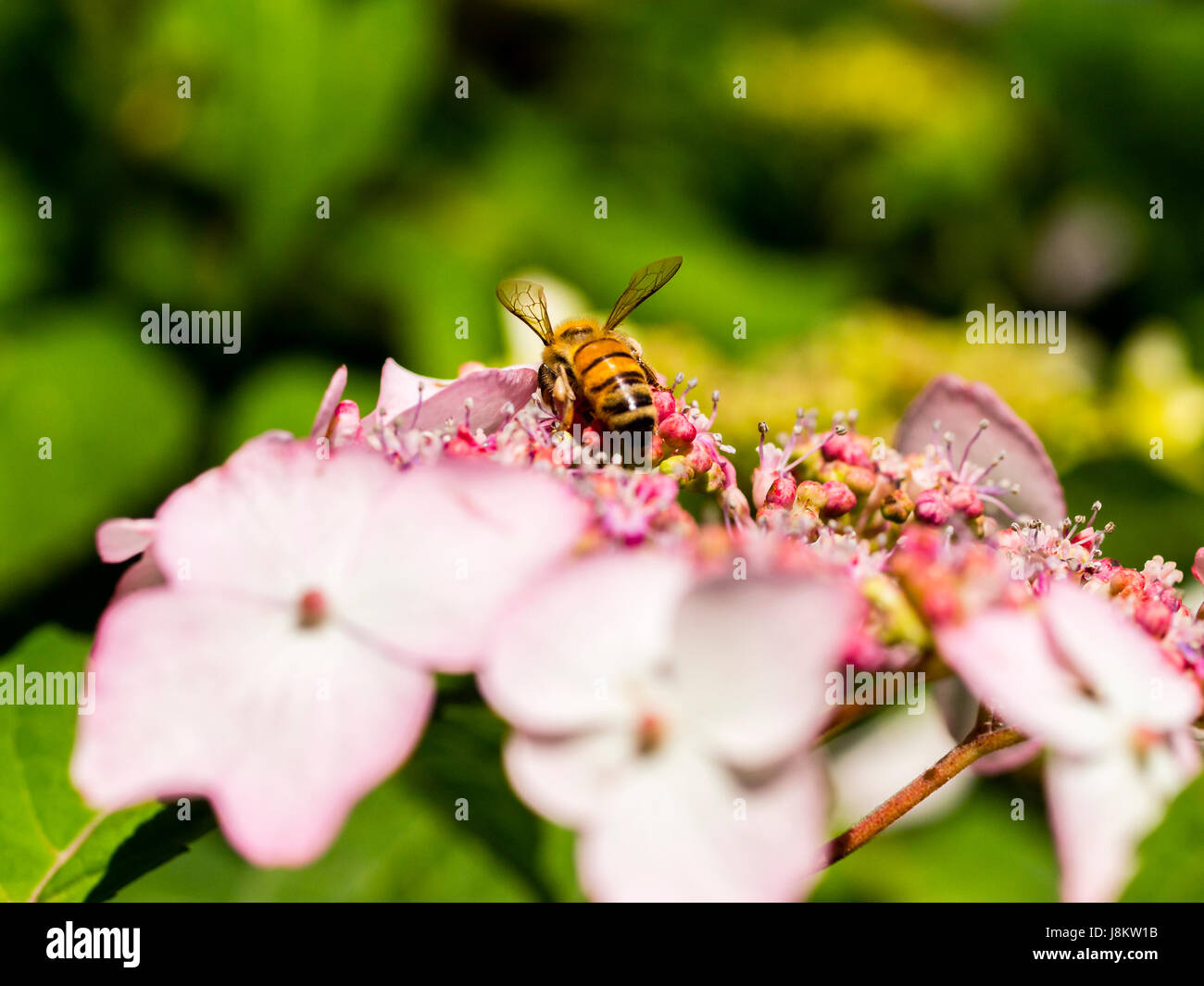 Honey bee foraging on a flower, photographed in Italy Stock Photo - Alamy