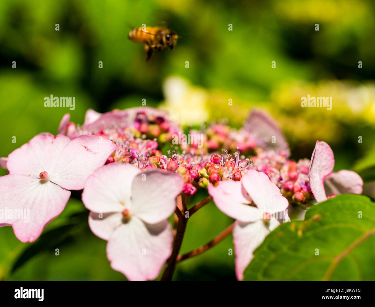 Honey bee foraging on a flower, photographed in Italy Stock Photo - Alamy