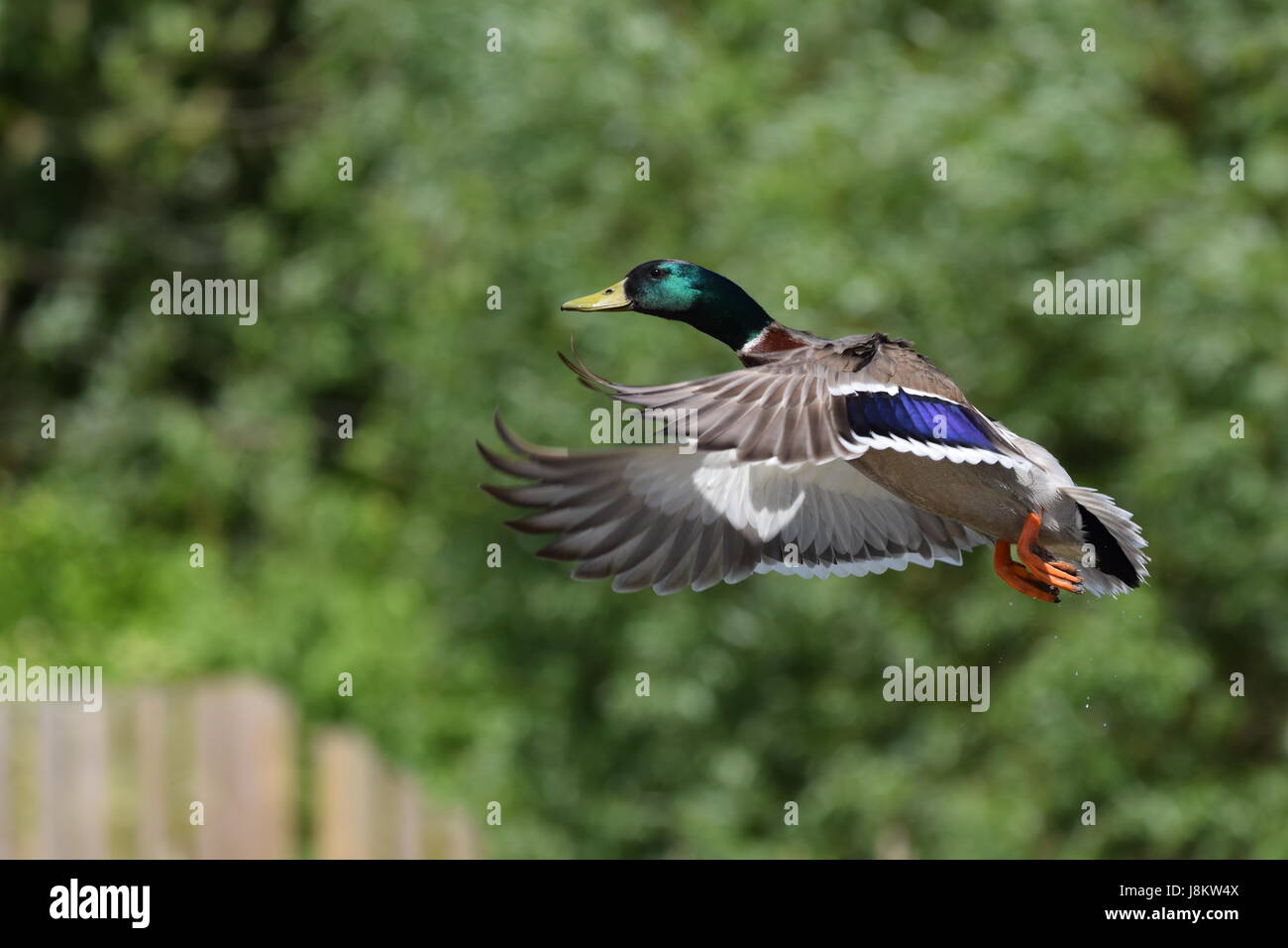 Mallard duck in flight hi-res stock photography and images - Alamy
