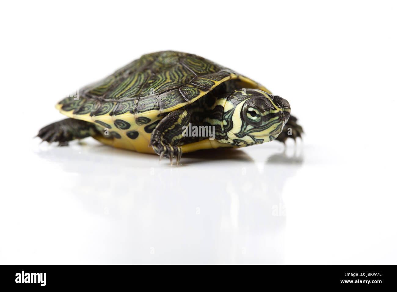 animal, pet, reptile, calm, turtle, tortoise, objects, isolated, animal ...