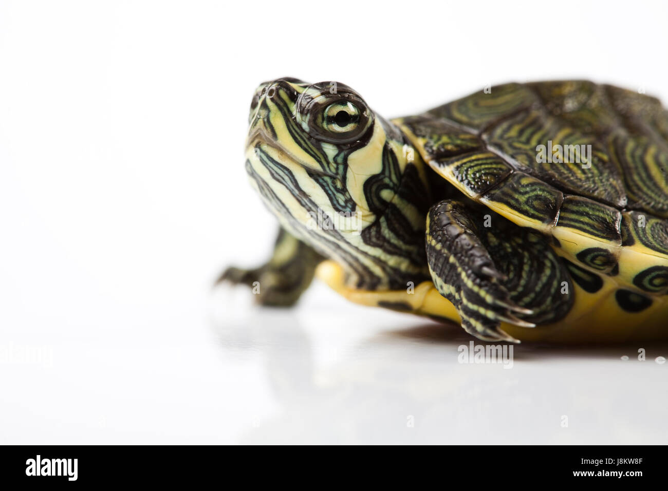 animal, pet, reptile, calm, turtle, tortoise, objects, isolated, animal ...