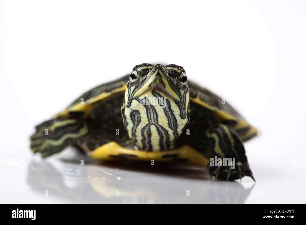 animal, pet, reptile, calm, turtle, tortoise, objects, isolated, animal ...