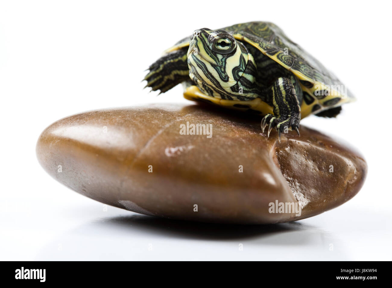 animal, pet, reptile, calm, turtle, tortoise, objects, isolated, animal ...