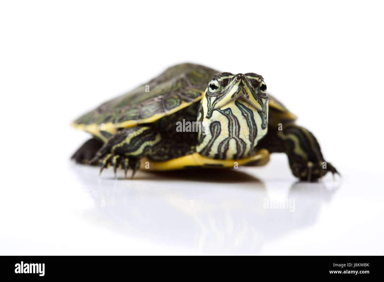 animal, pet, reptile, calm, turtle, tortoise, objects, isolated, animal ...