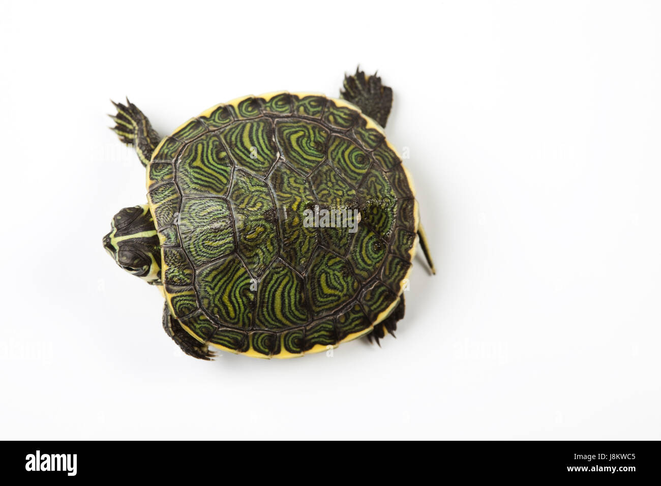 animal, pet, reptile, calm, turtle, tortoise, objects, isolated, animal ...